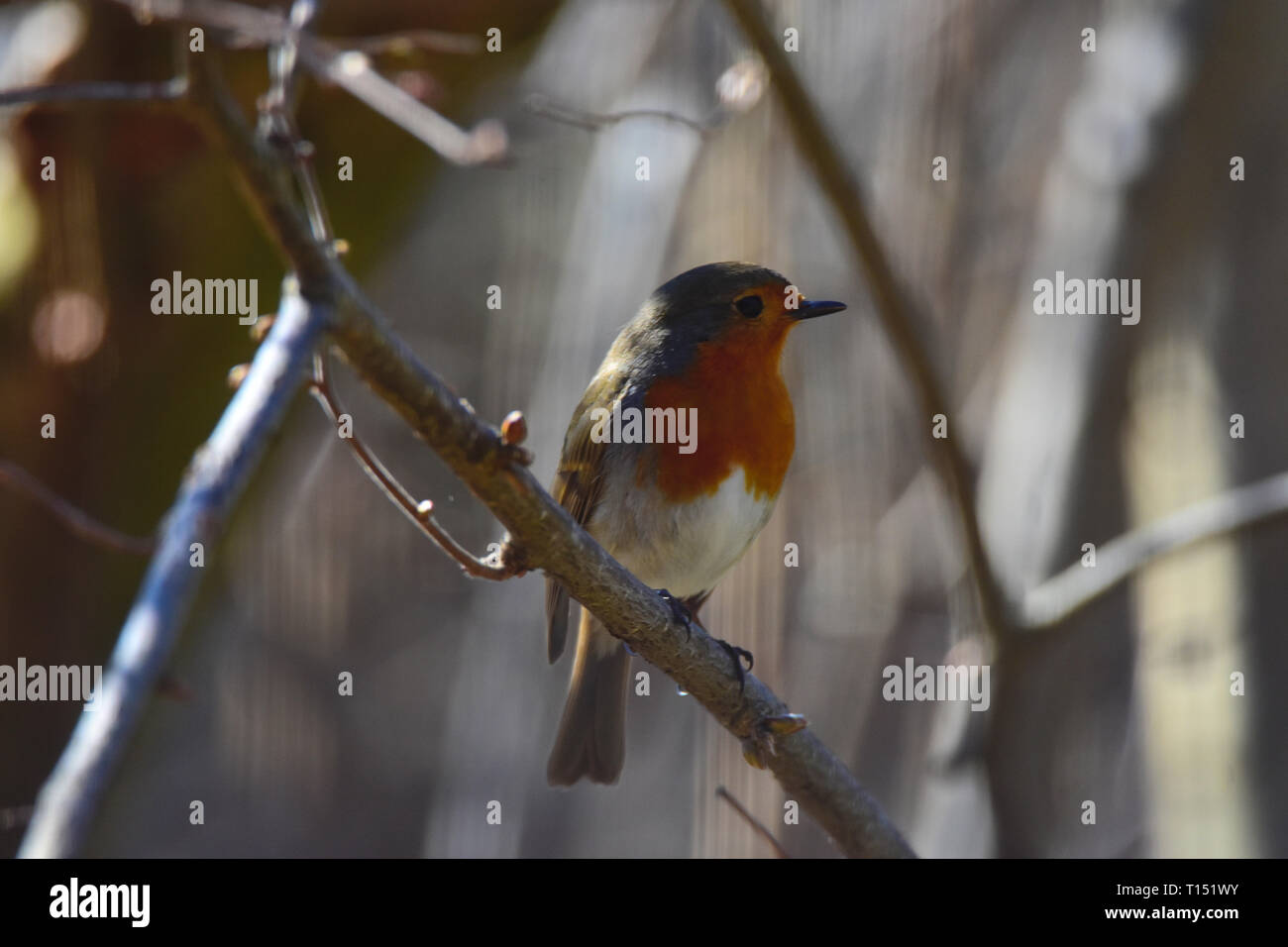 Photo of a little robin sitting an a branch in early spring Stock Photo ...