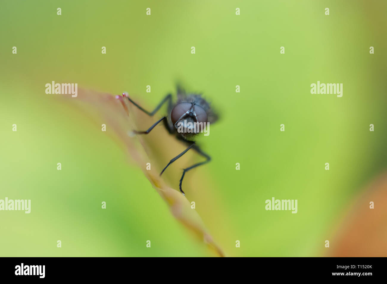 Head on Fly on leaf Stock Photo - Alamy