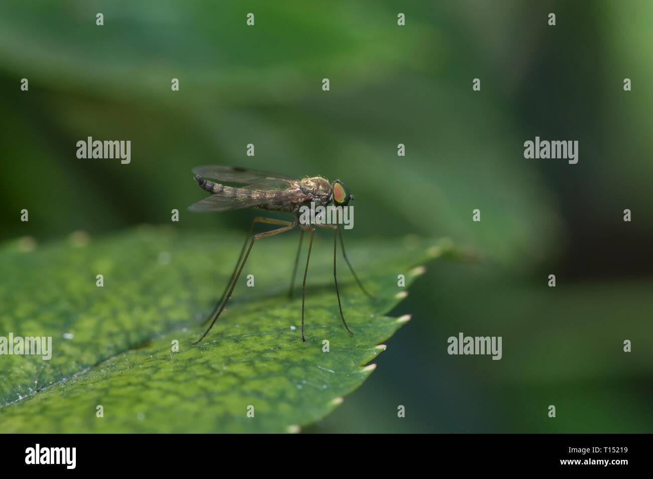 Closeup long legged flies hi-res stock photography and images - Alamy
