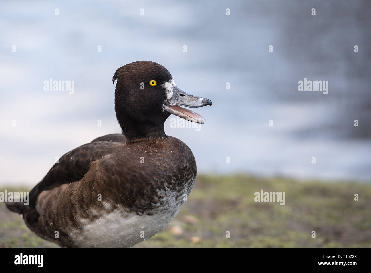 Happy female Tufted duck Stock Photo - Alamy