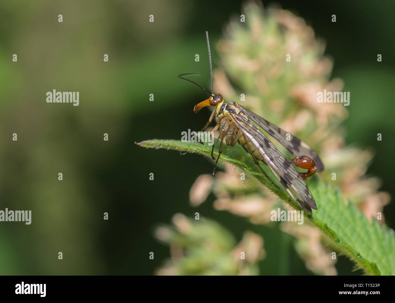 Scorpion fly taken at Thetford forest Norfolk England Stock Photo - Alamy