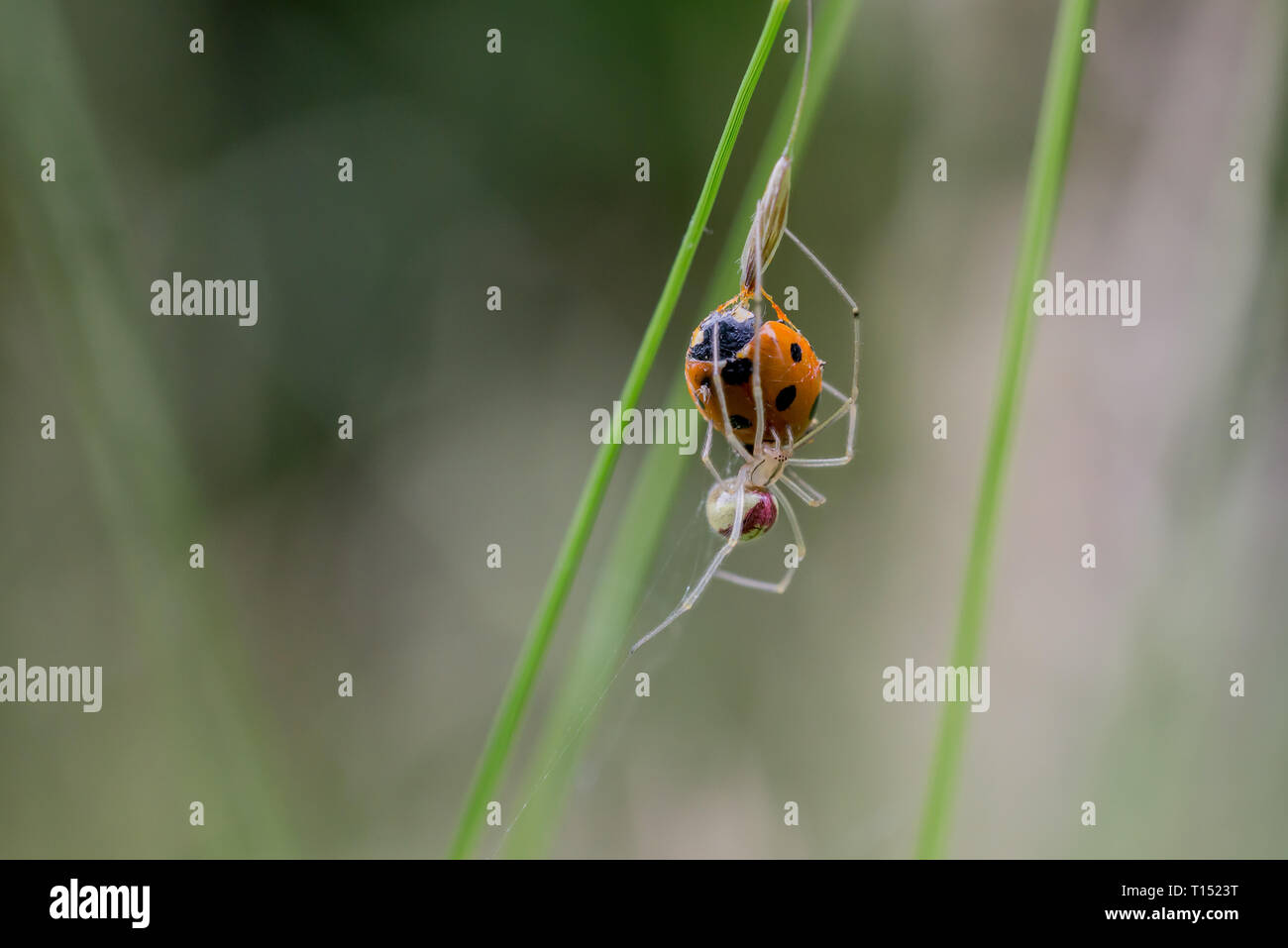 Comb-footed spider eating a ladybird Stock Photo - Alamy