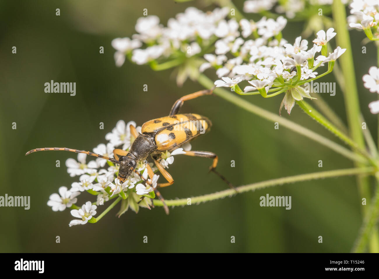 Black longhorn beetle cerambycidae hi-res stock photography and images ...