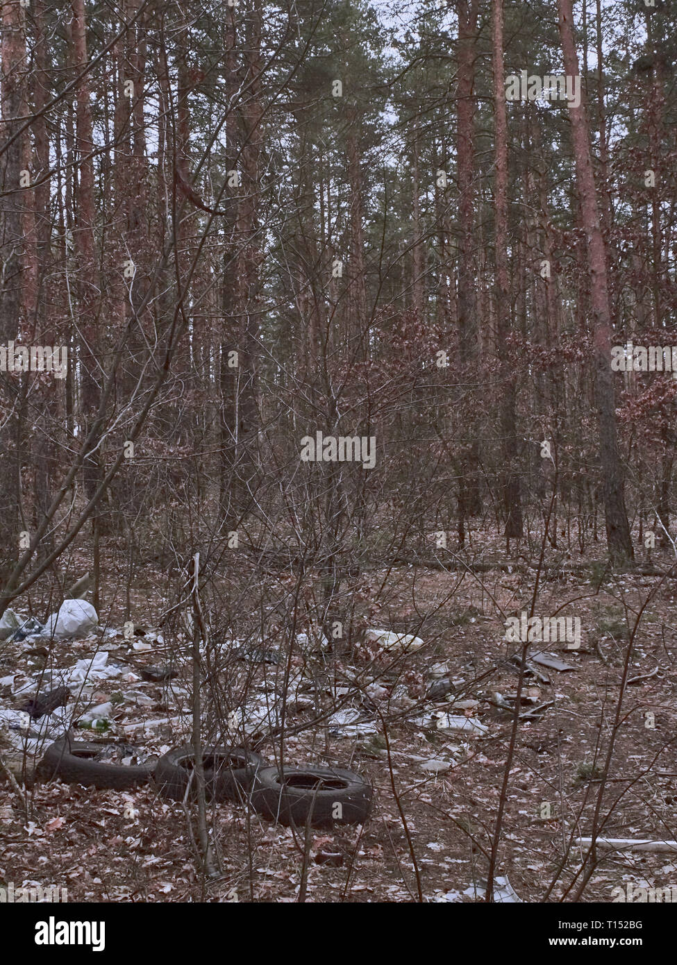Household waste, plastic waste in the pine forest, environmental ...