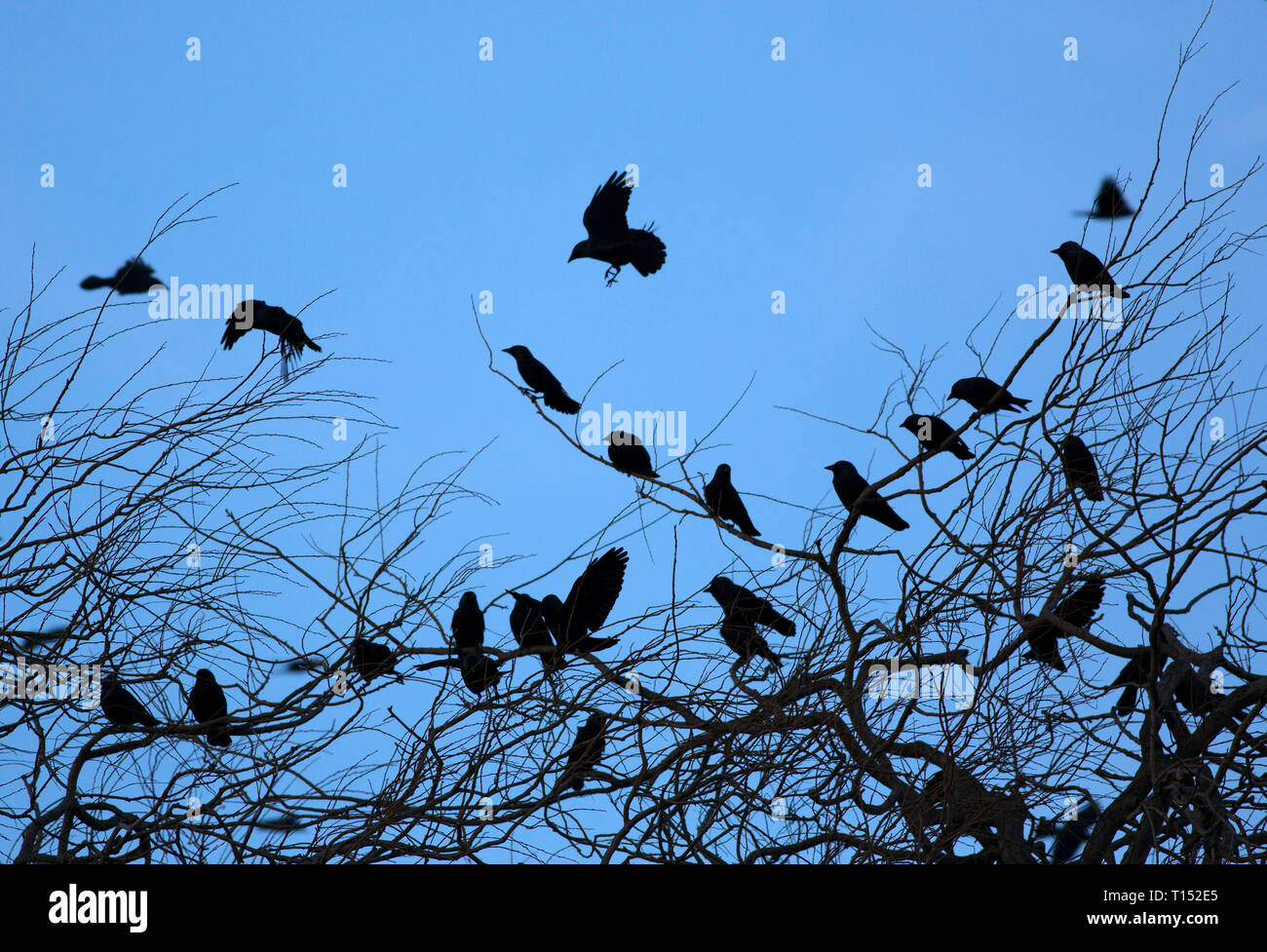 Jackdaws Corvus Monedula Flock Of Adults Desending Onto And Roosting