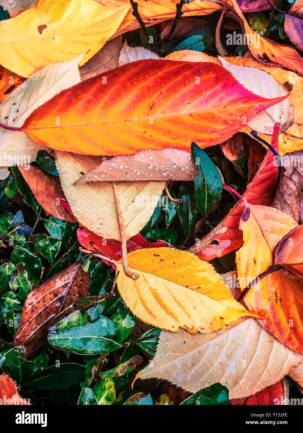 Fall season, weather and environment concept - Autumn leaves and trees ...