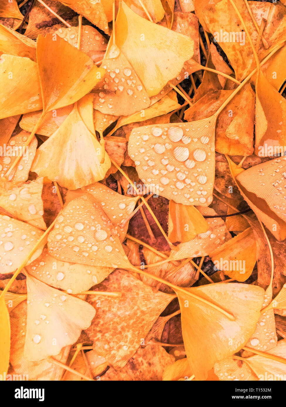 Fall season, weather and environment concept - Autumn leaves and trees ...