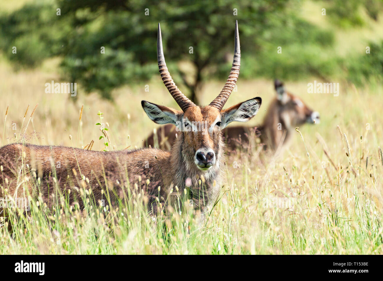 Impala buck hi-res stock photography and images - Alamy