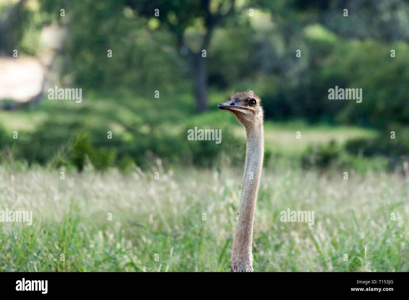 Ostrich portrait hi-res stock photography and images - Alamy