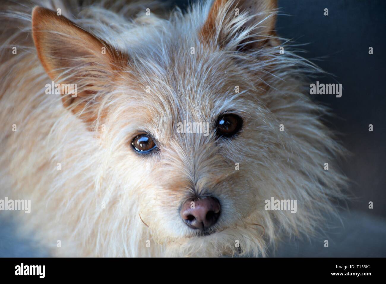 Child with stray dog hi-res stock photography and images - Alamy