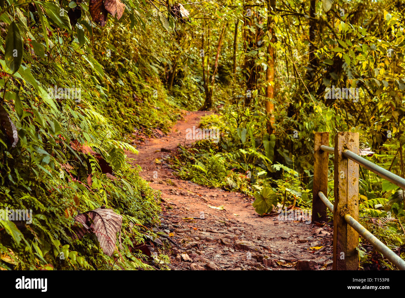 Path inside forest hi-res stock photography and images - Alamy