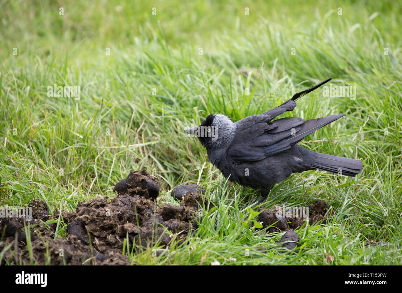 Cow pat hi-res stock photography and images - Alamy