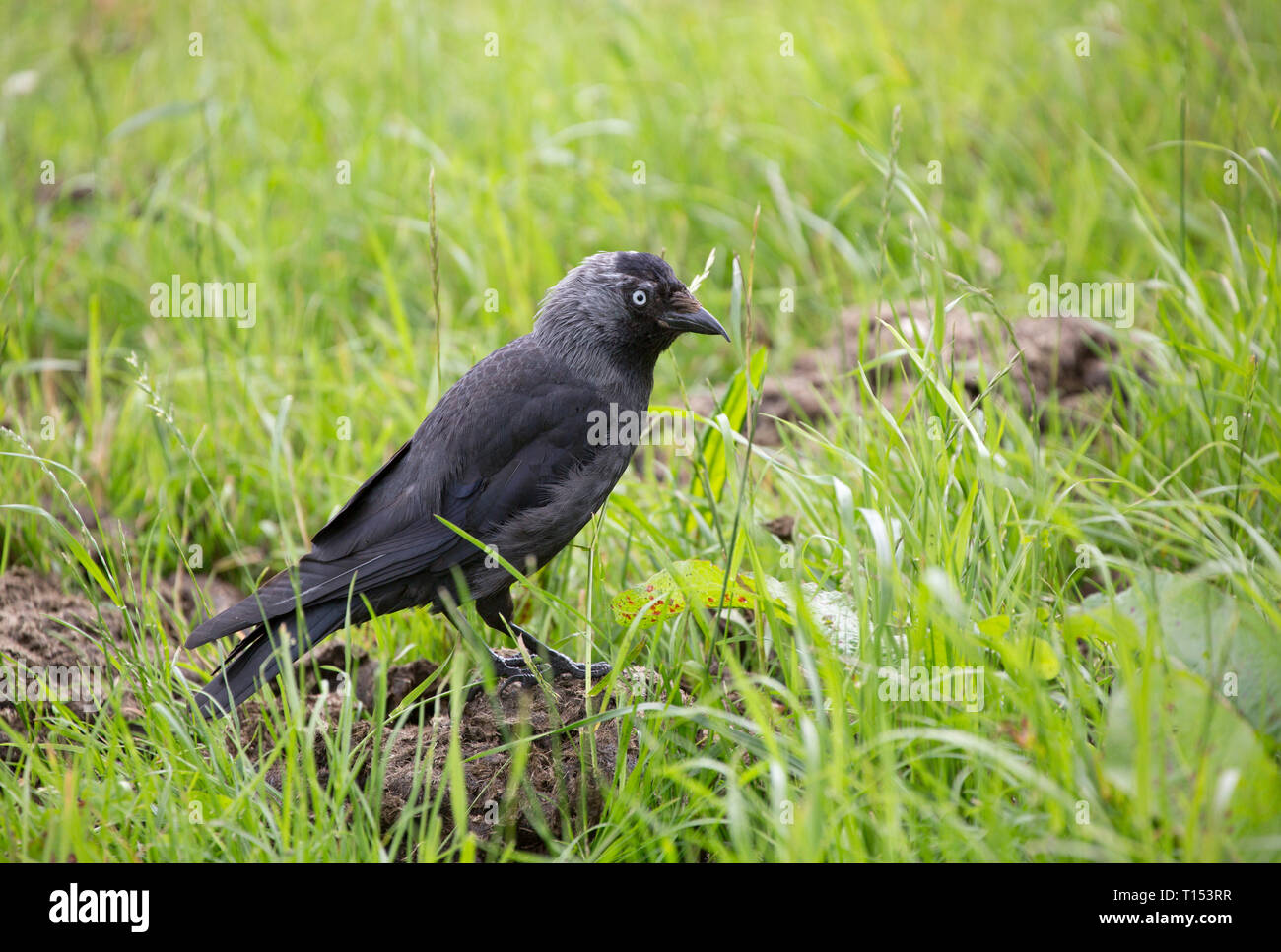 Single cow pat hi-res stock photography and images - Alamy