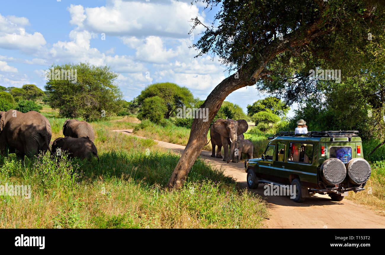 Safari Vehicle & Elephants Stock Photo - Alamy