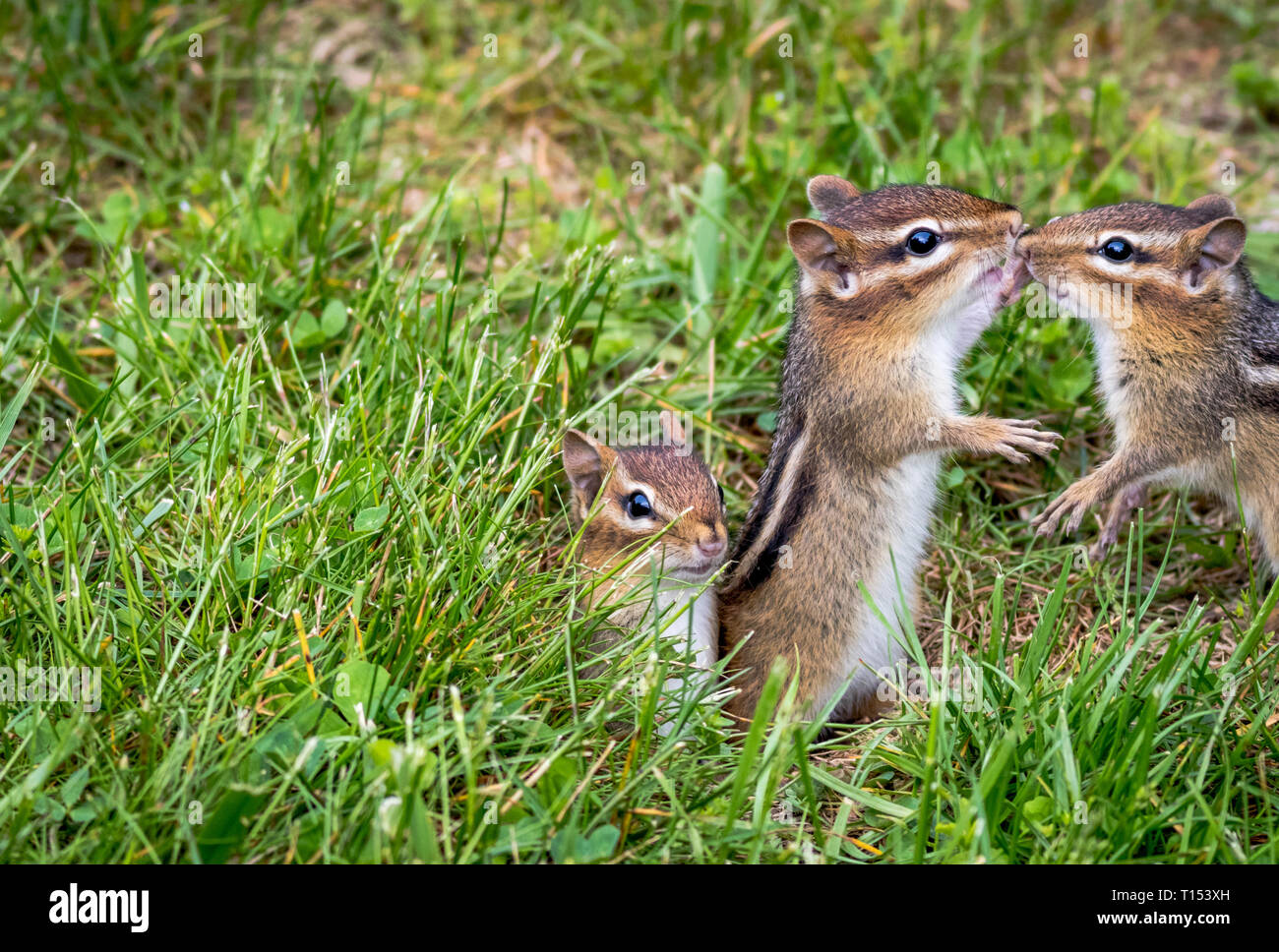 Young Eastern Chipmunks, Tamias striatus, in green grass - cute and ...