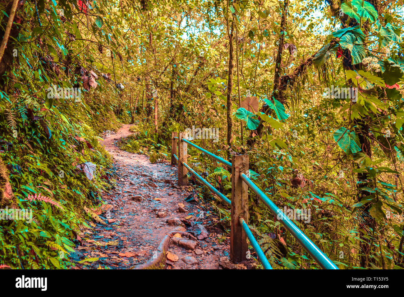 Path inside forest hi-res stock photography and images - Alamy