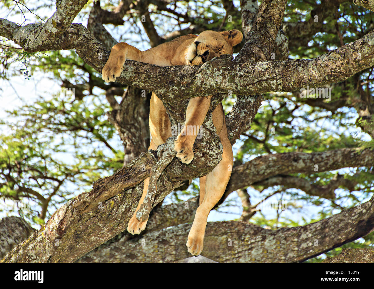 Sleeping Lion In A Tree Stock Photo - Alamy