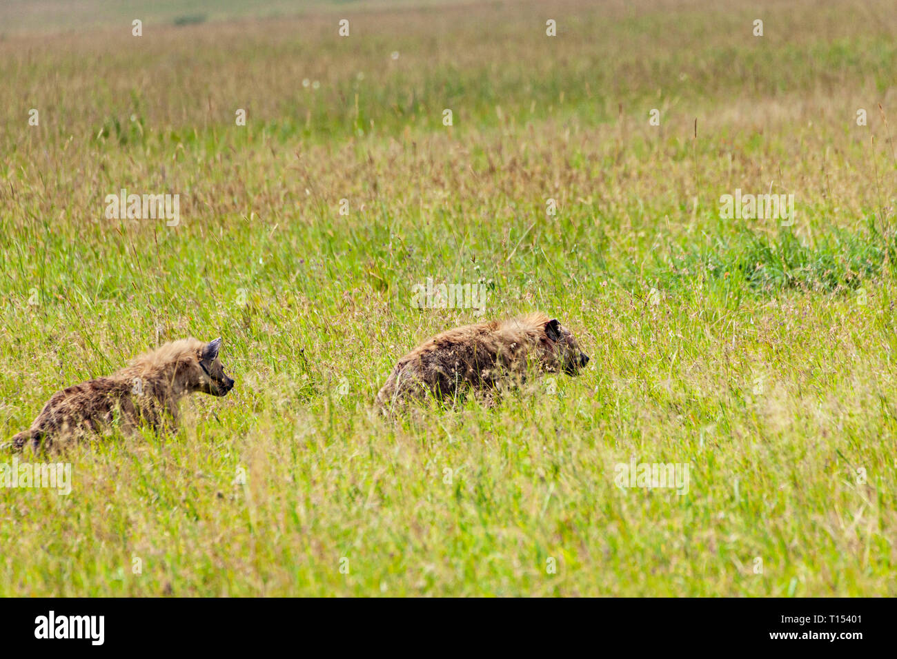 Sneaky pictures or photographs hi-res stock photography and images - Alamy