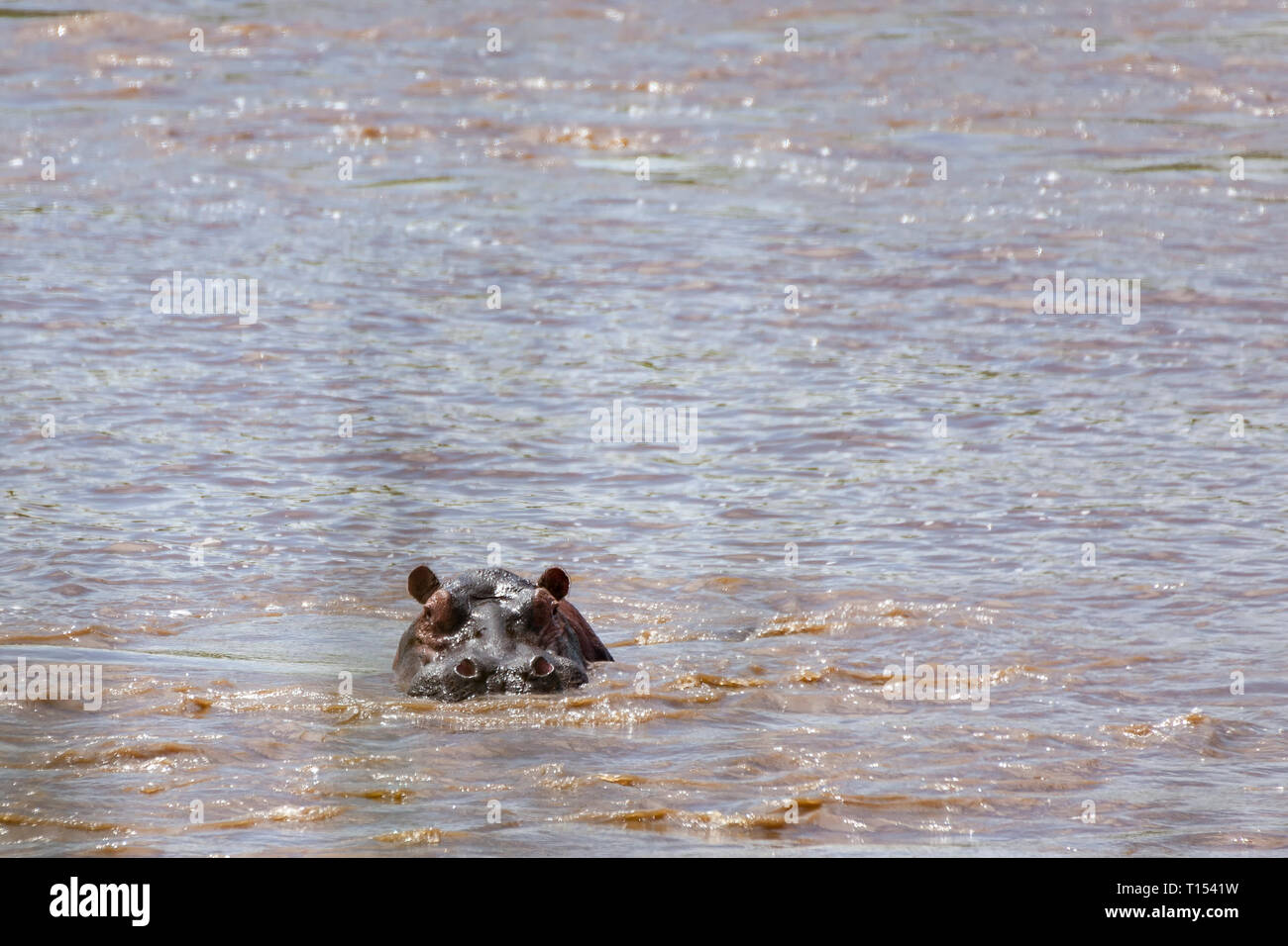 Hippopotamus amphibius hippo pool hi-res stock photography and images ...