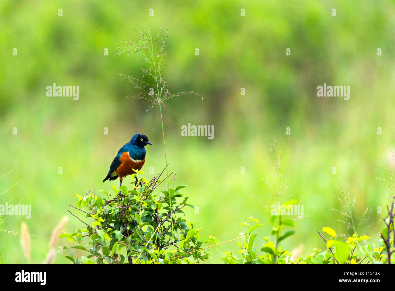 Blue and orange starling hi-res stock photography and images - Alamy