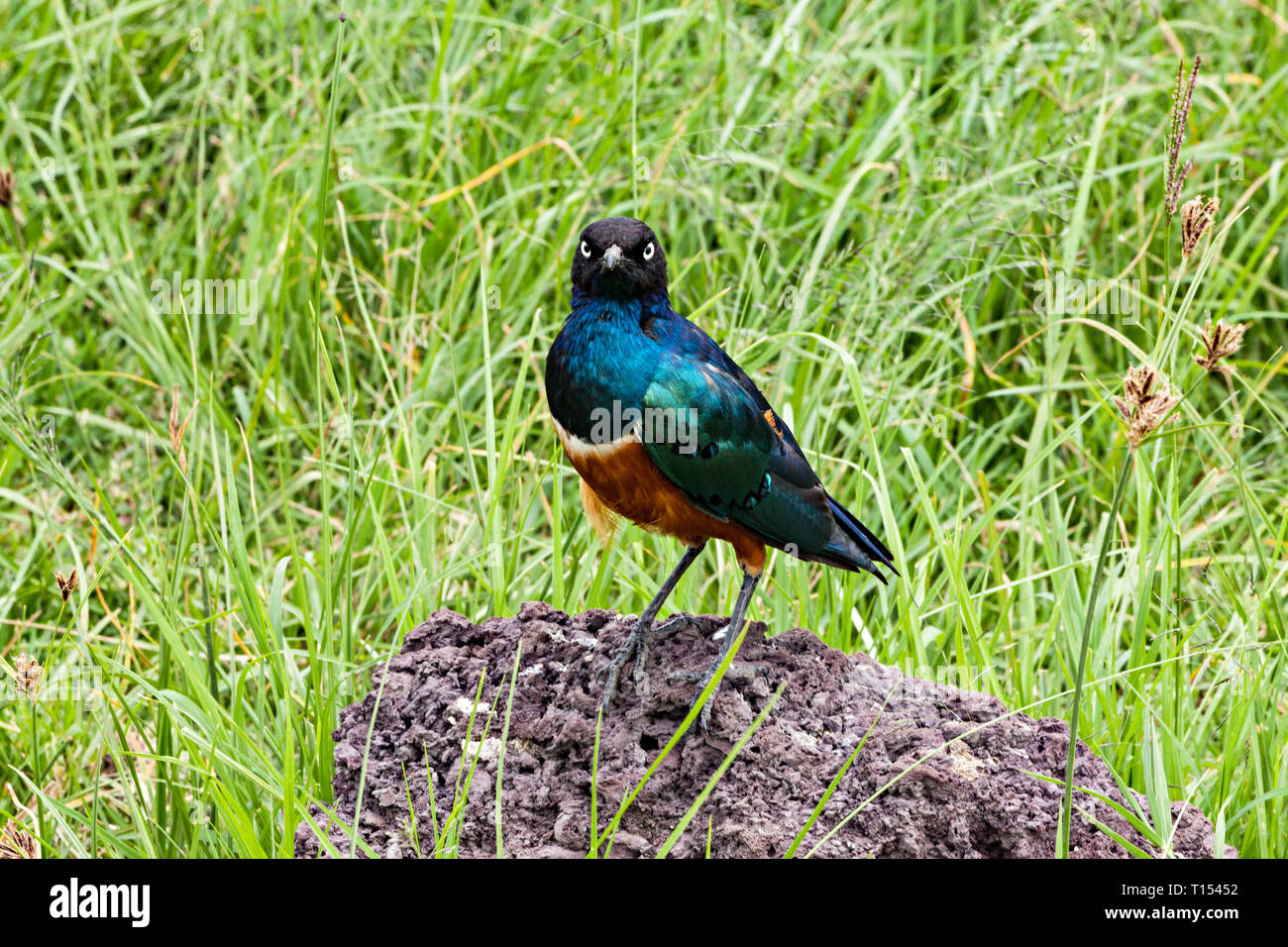 Superb Starling Eyes Stock Photo - Alamy