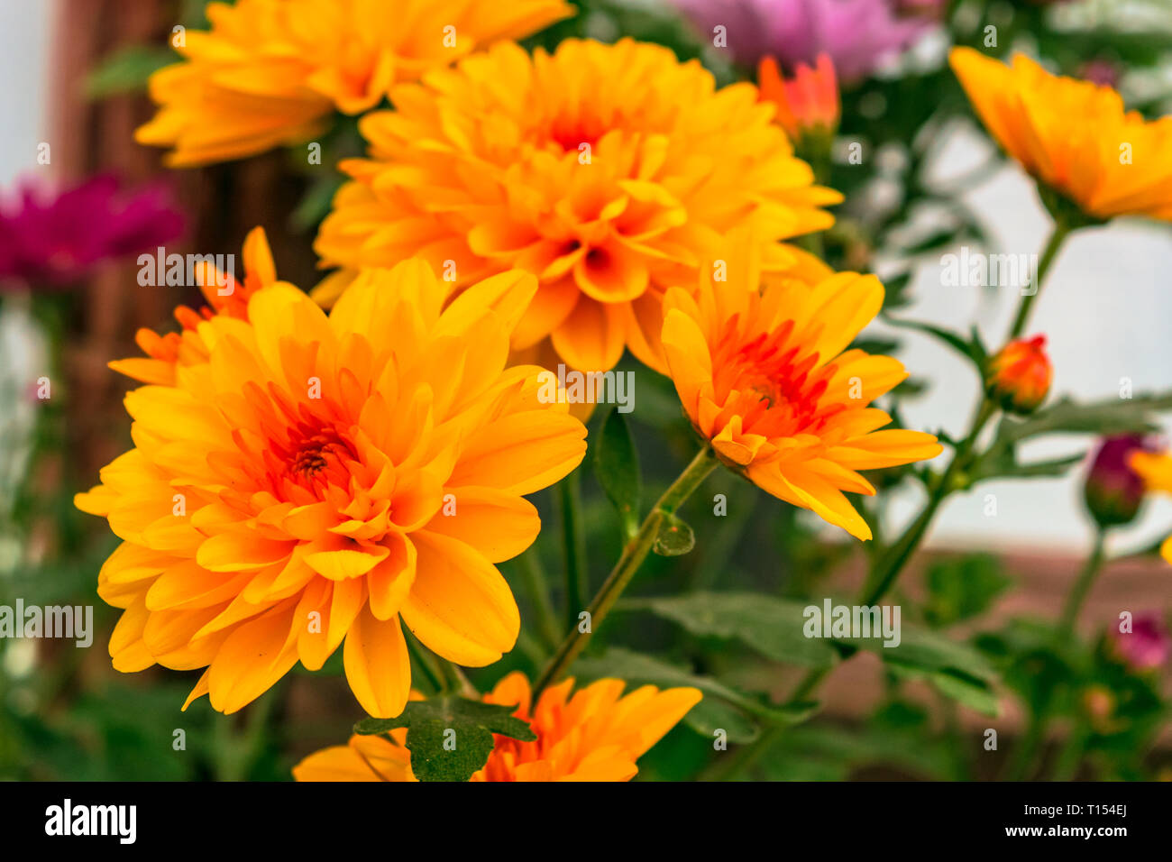 Special colors hi-res stock photography and images - Alamy