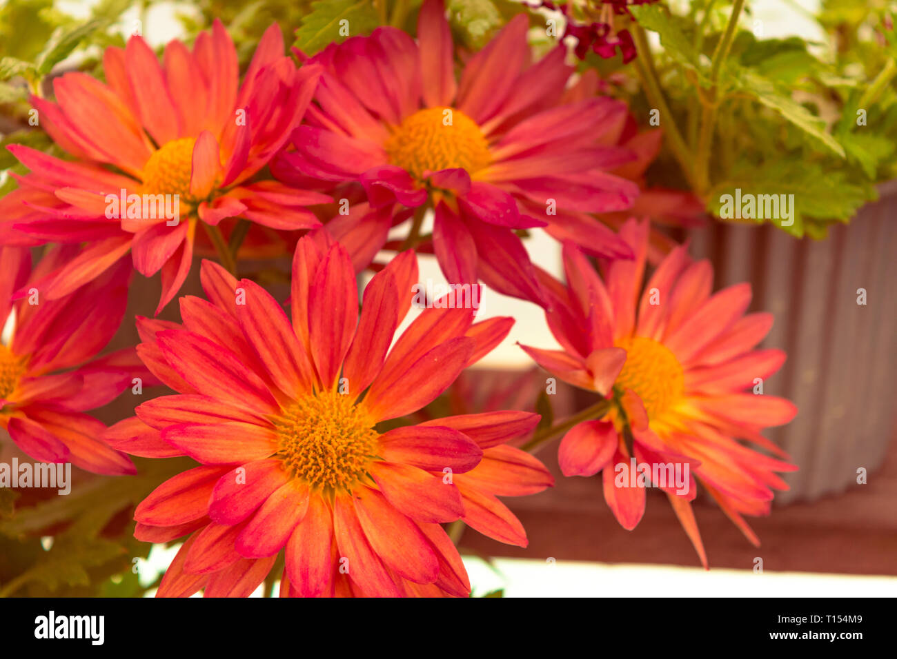Special colors hi-res stock photography and images - Alamy