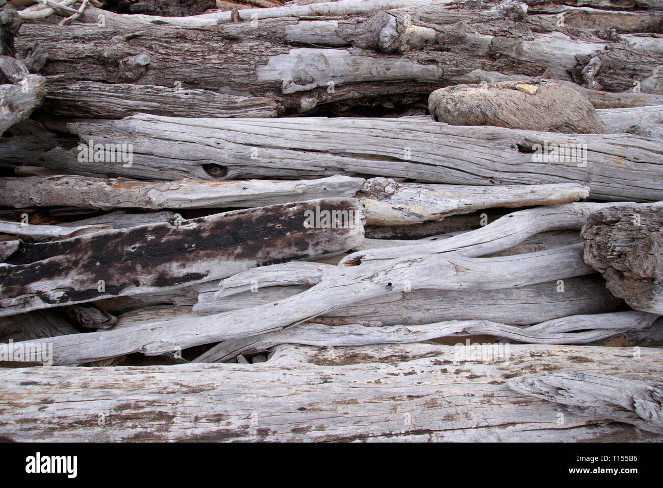 Rustic weathered grey driftwood washed up on a beach making a natural ... Rustic weathered grey driftwood washed up on a beach making a natural ...