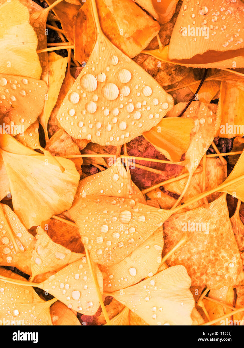 Fall season, weather and environment concept - Autumn leaves and trees ...