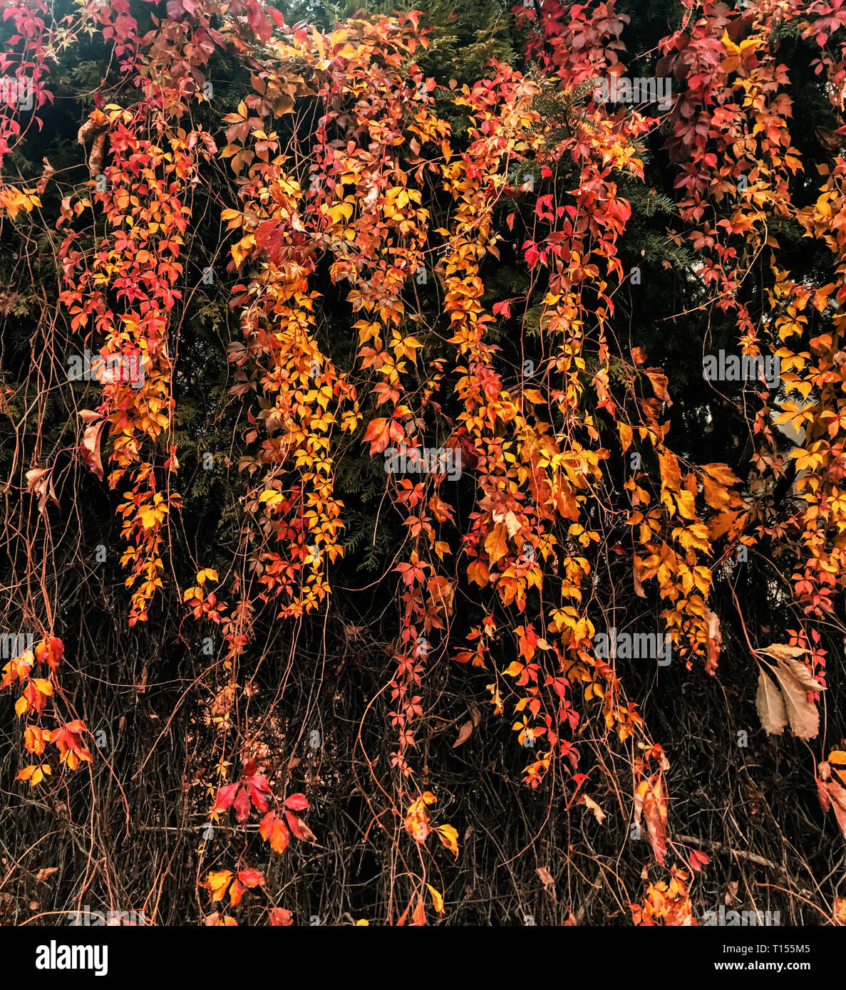 Fall season, weather and environment concept - Autumn leaves and trees ...