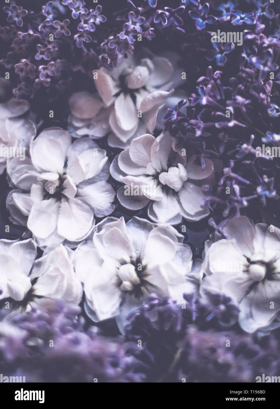 Botanical backgrounds, nature and home garden concept - Vintage floral ...