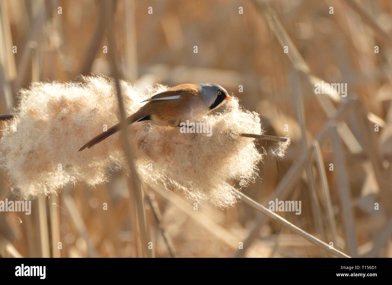 Bearded reedling uk hi-res stock photography and images - Alamy