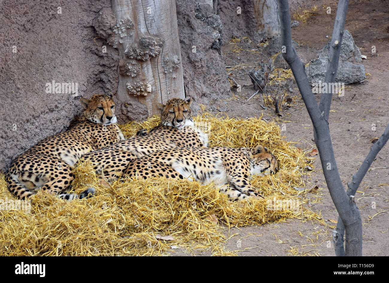 Gepardas hi-res stock photography and images - Alamy