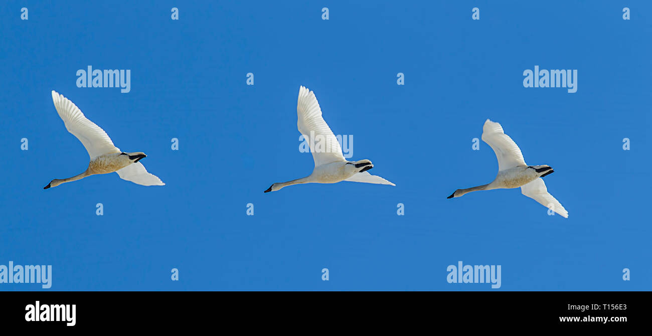 Panorama group swan flying hi-res stock photography and images - Alamy