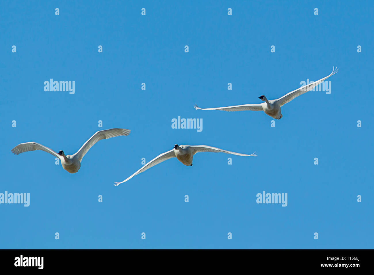Three whistling swans fly high up in the bright blue sky in north Idaho ...