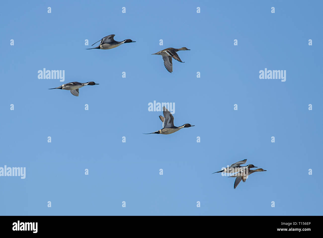 Flying pintails hi-res stock photography and images - Alamy
