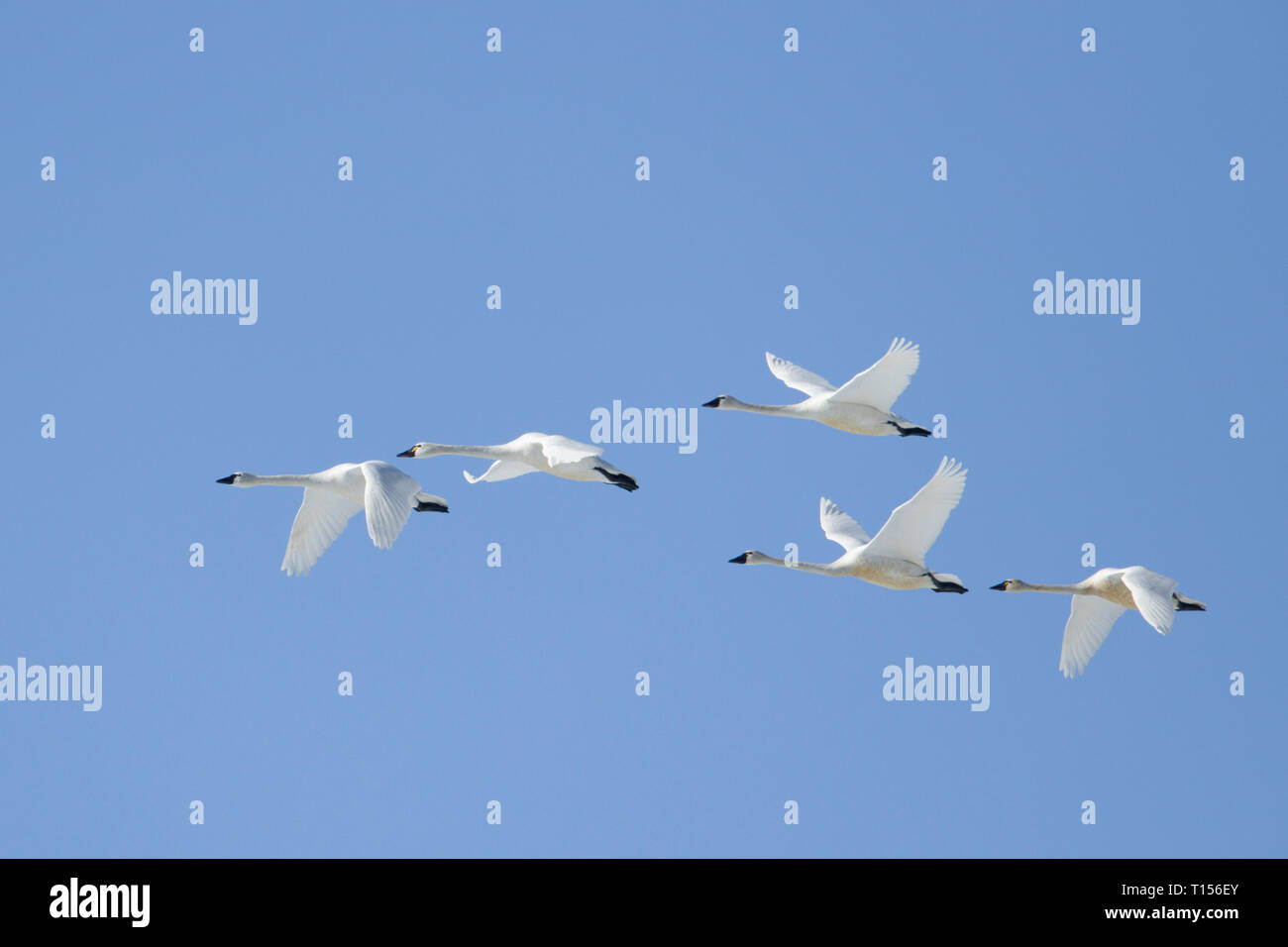 Swans flying in formation hi-res stock photography and images - Alamy