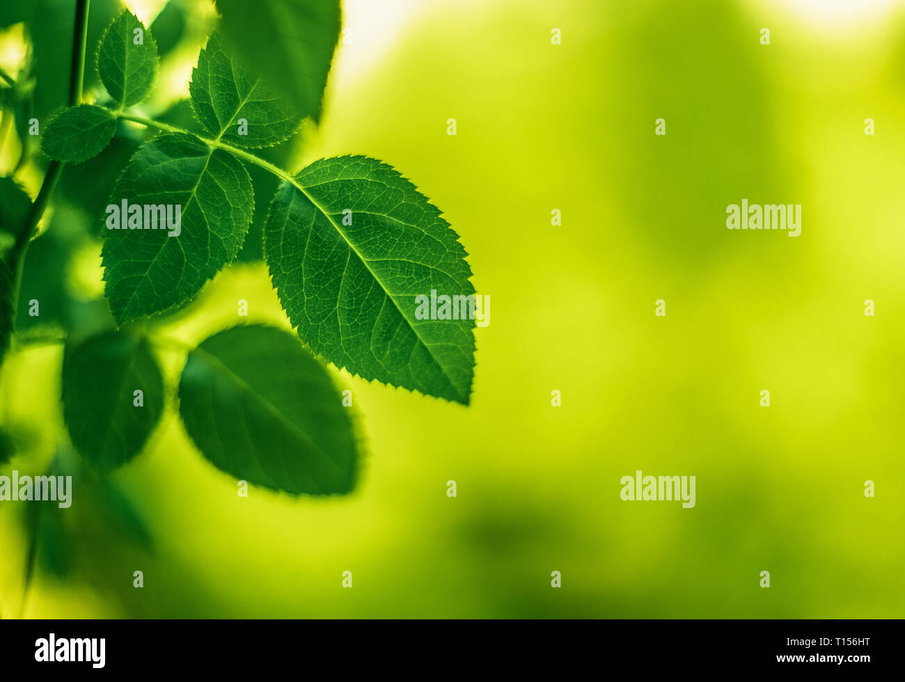 Fresh green leaves in spring - saving nature, healthy environment and ...