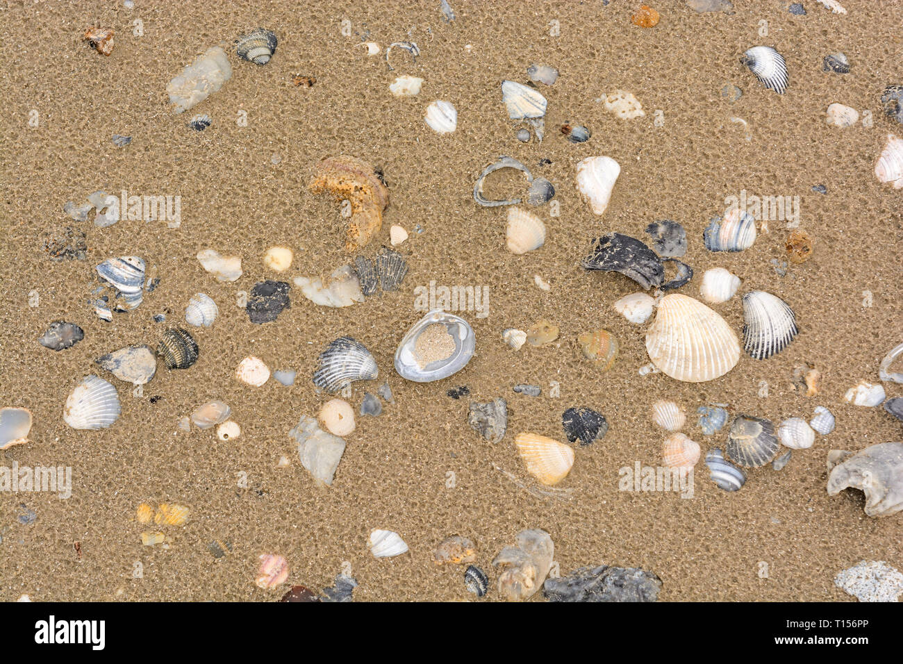 Sea Shells on a Sandy Beach on the Texas Gulf Coast Stock Photo - Alamy