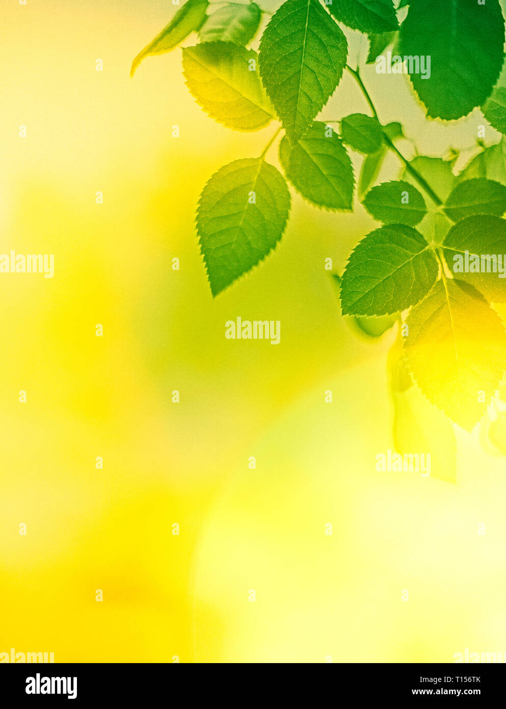 Fresh leaves and sunlight in spring - saving nature, healthy ...