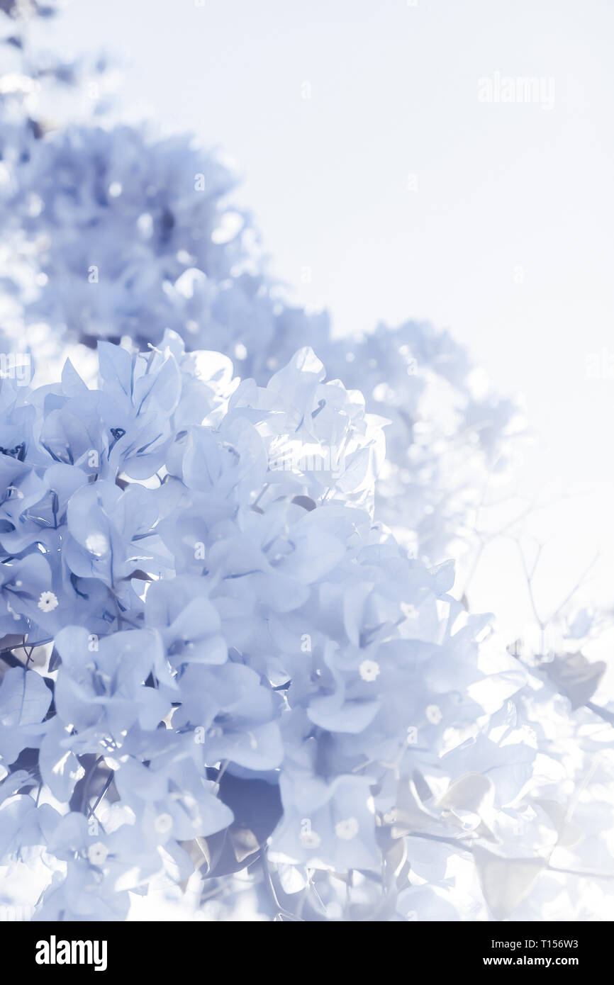 Flower background, spring nature and botanical beauty concept - Blue ...
