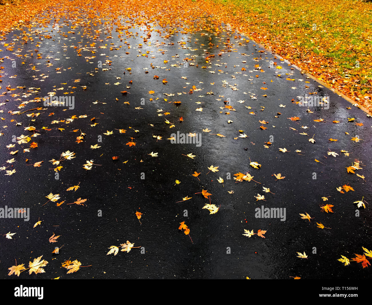 Fall season, weather and environment concept - Autumn leaves and trees ...