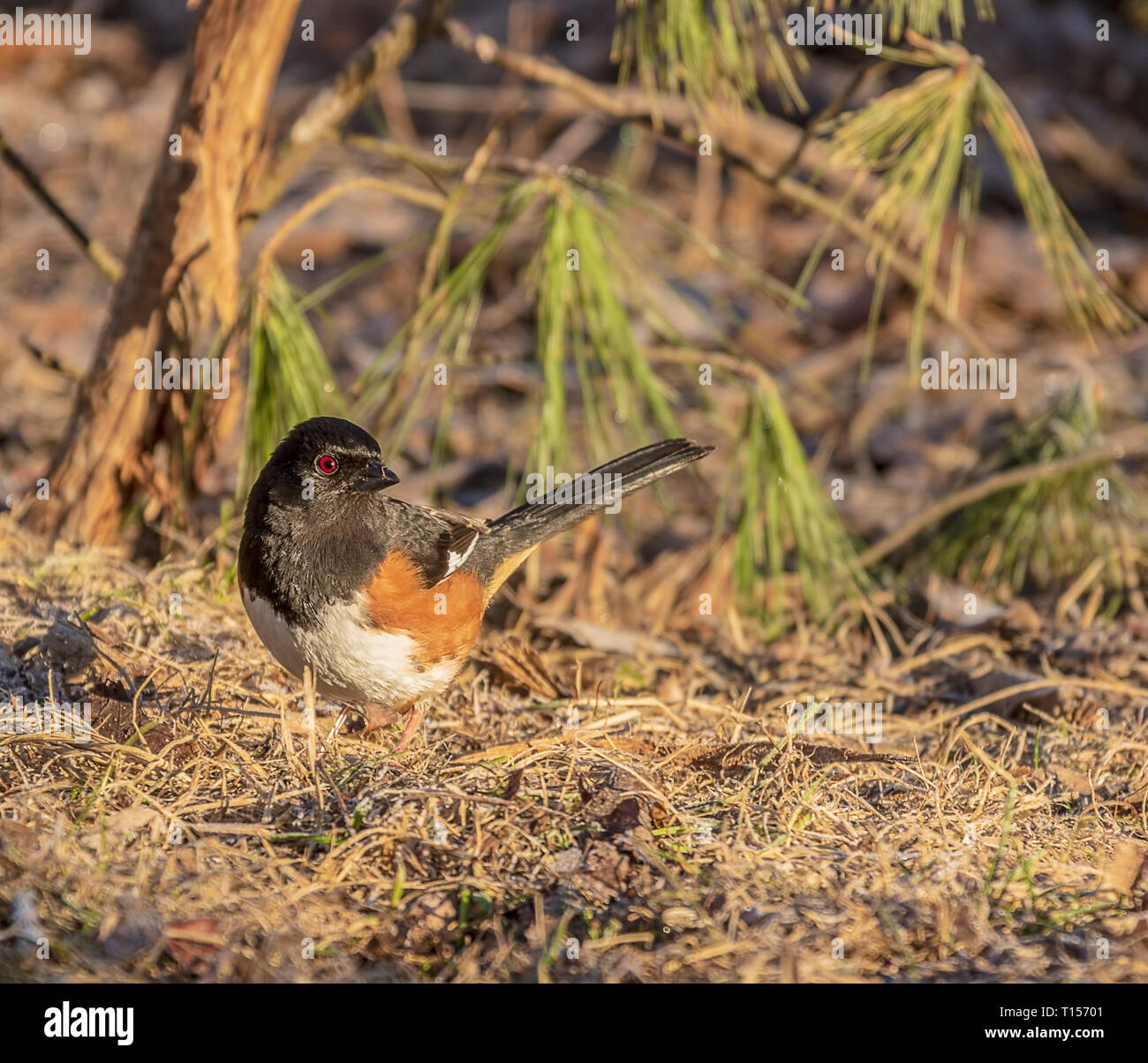 Eastern towhee male hi-res stock photography and images - Alamy