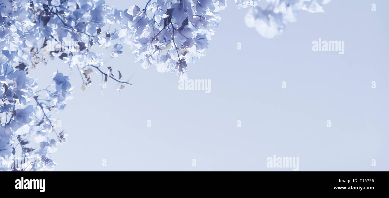 Flower background, spring nature and botanical beauty concept - Blue ...