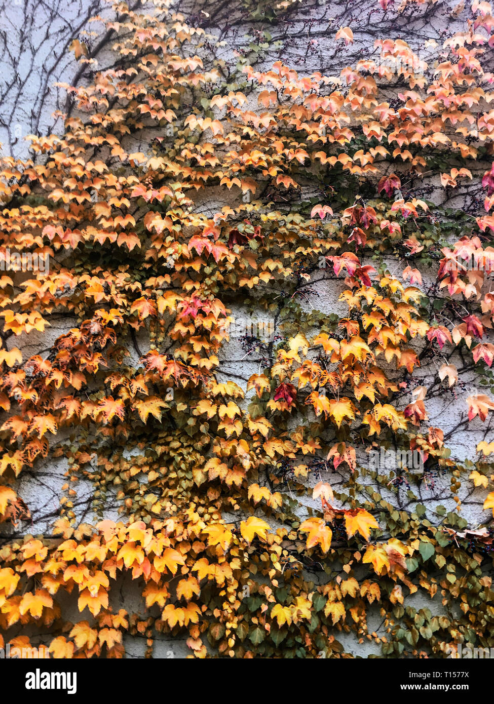 Fall season, weather and environment concept - Autumn leaves and trees ...