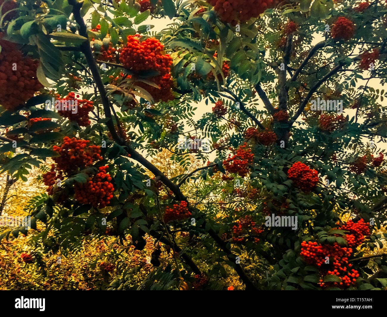 Fall season, weather and environment concept - Autumn leaves and trees ...