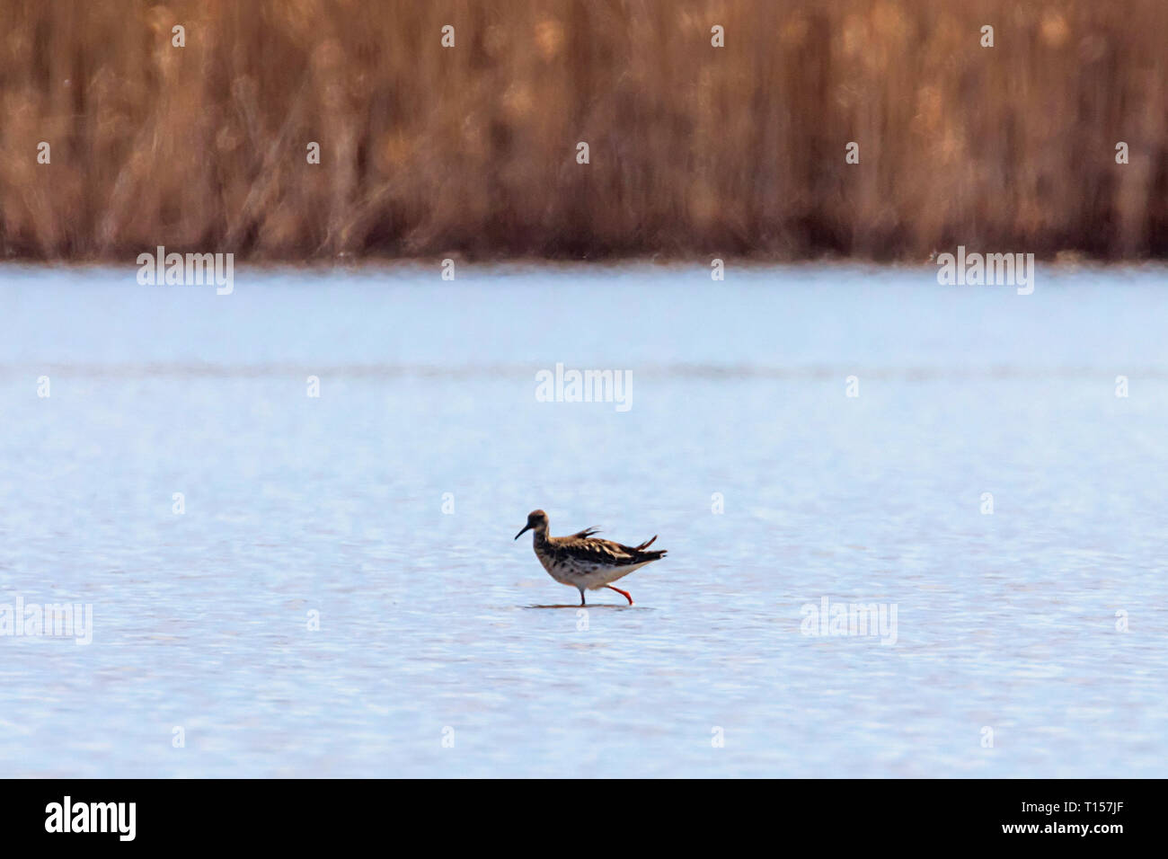 Ruff water bird (Philomachus pugnax) Ruff in water Stock Photo - Alamy