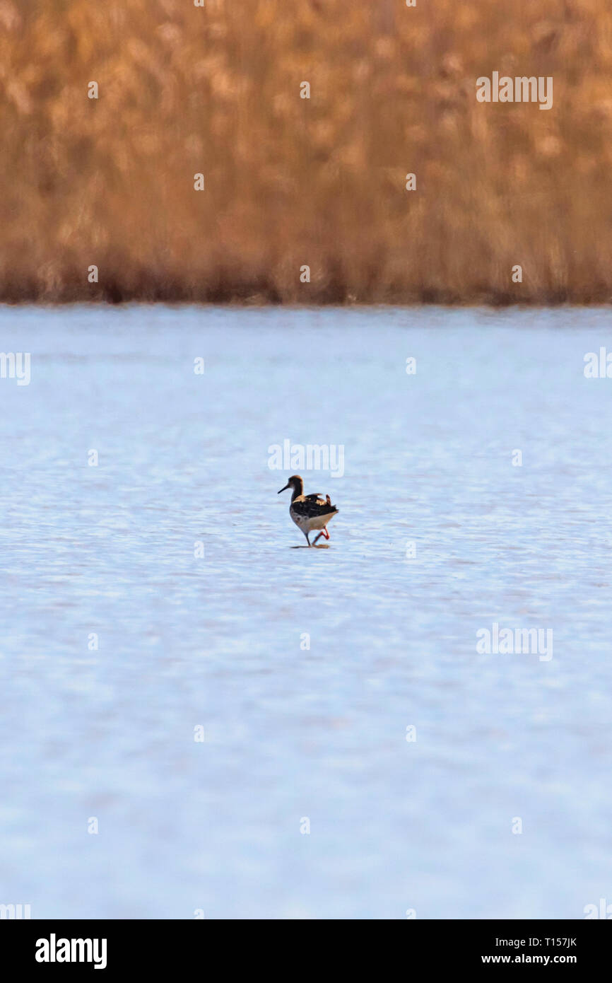 Ruff water bird (Philomachus pugnax) Ruff in water Stock Photo - Alamy