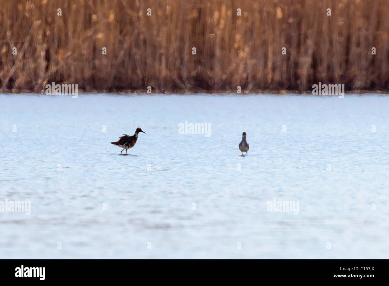 Ruff water bird (Philomachus pugnax) Ruff in water Stock Photo - Alamy