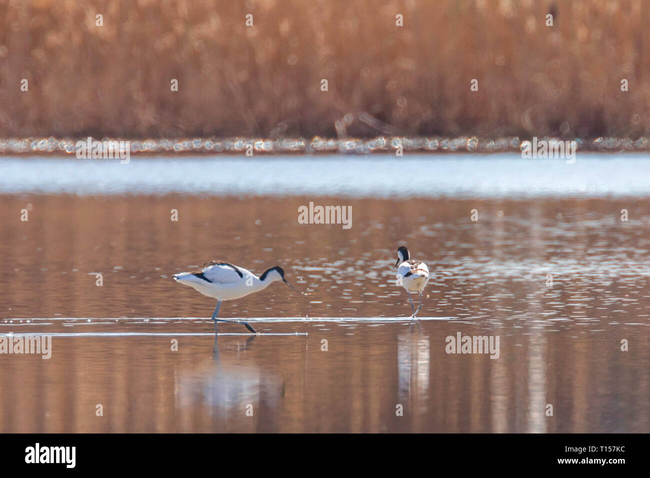 Pied Avocet in water looking for food (Recurvirostra avosetta) Black ...